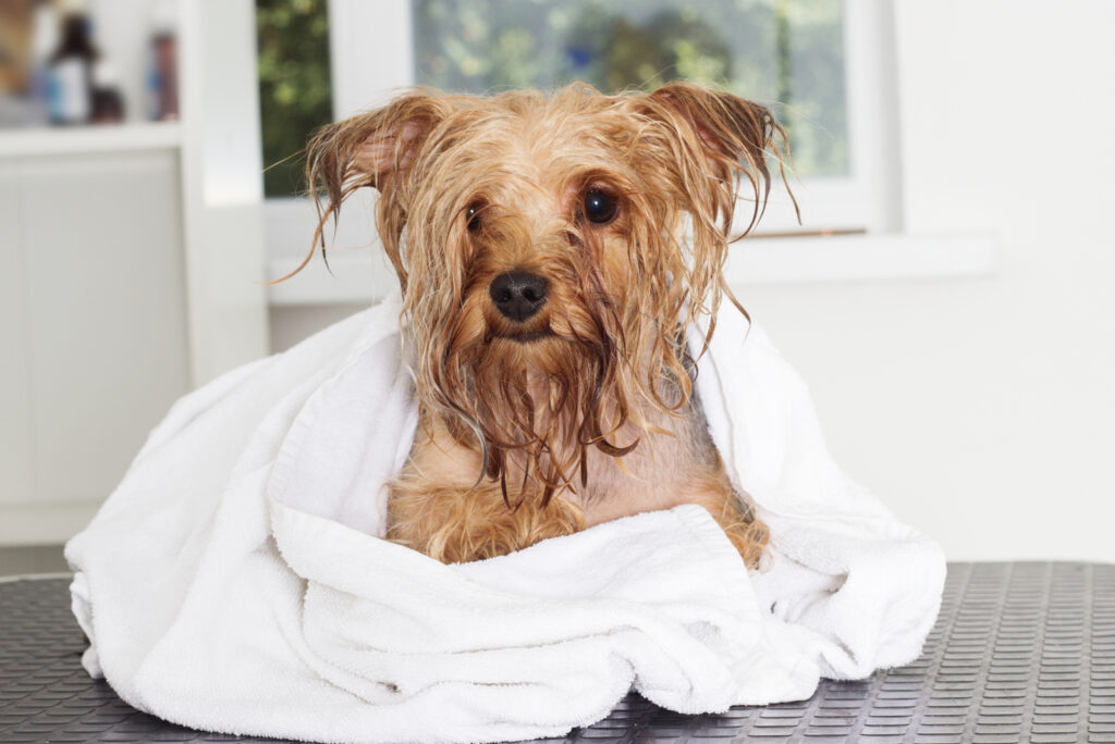 How Often Should You Bathe A Yorkie? All You Need To Know