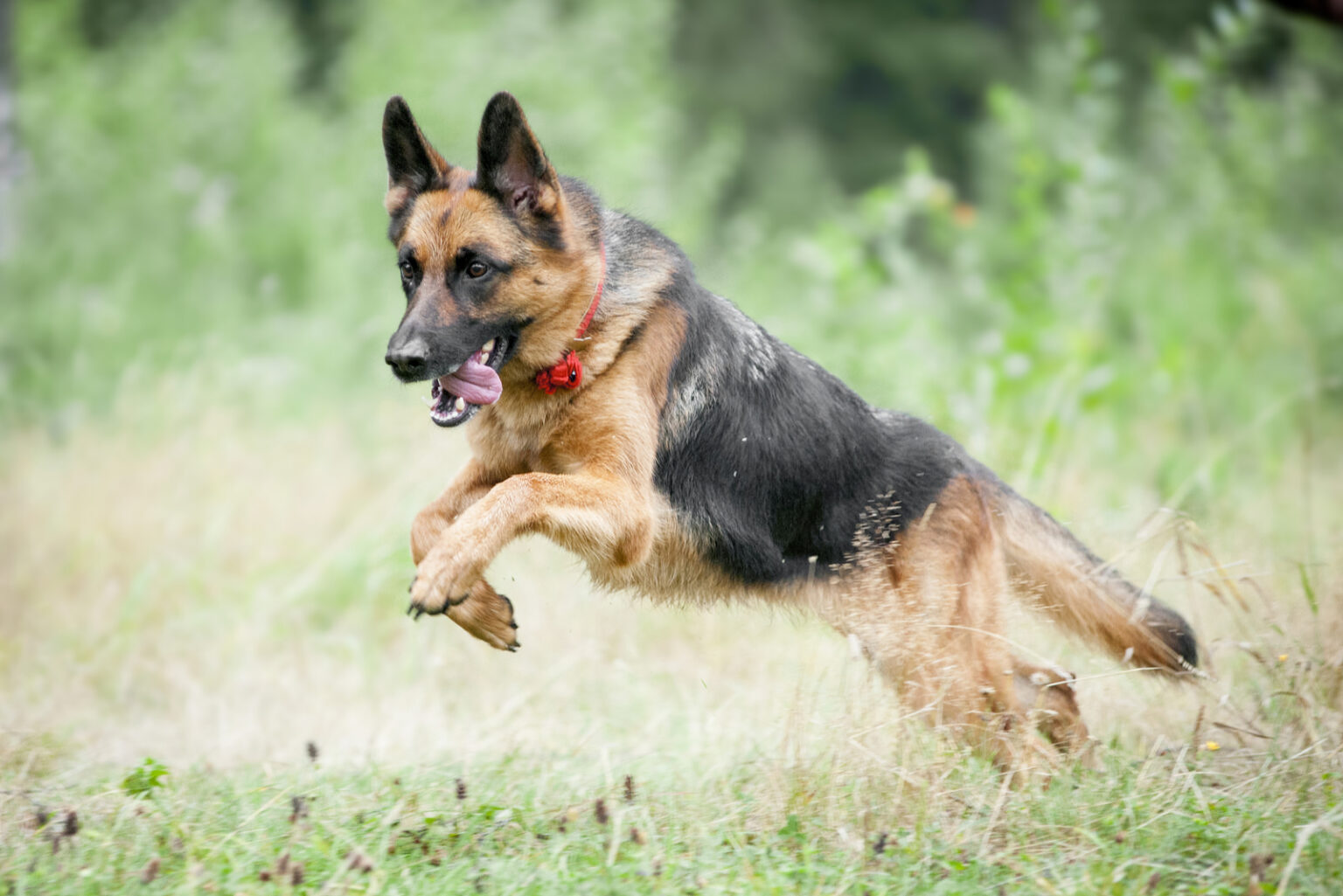 Top 12 German Shepherd Breeders In Massachusetts