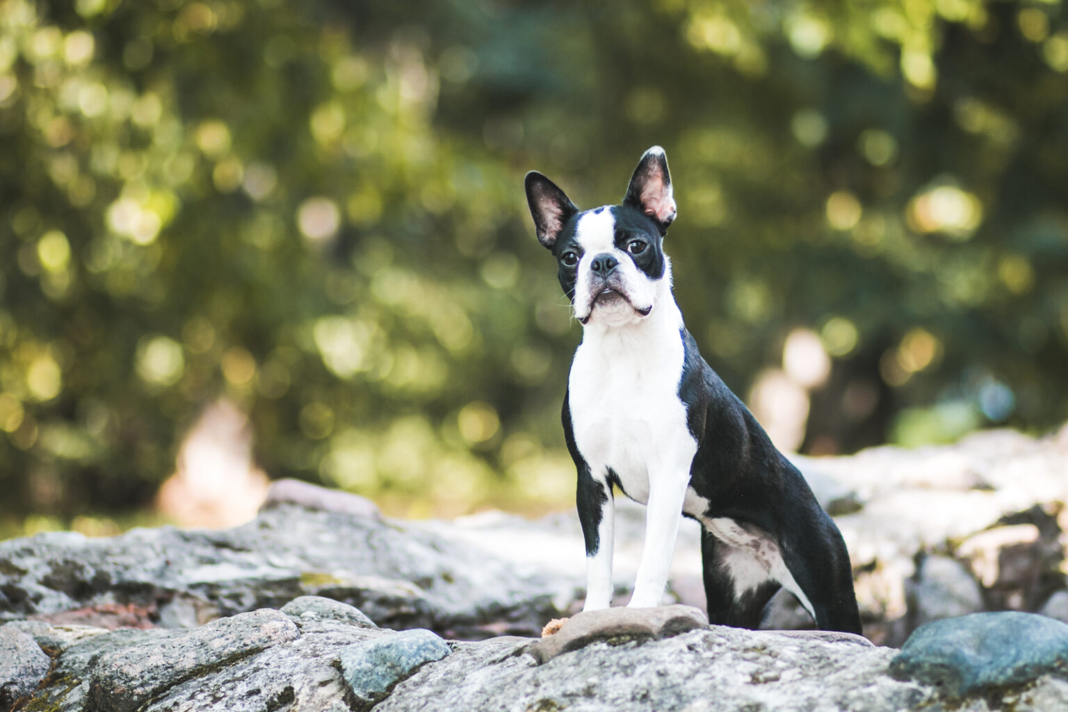 Boston Terrier Growth Chart 101: All You Need To Know