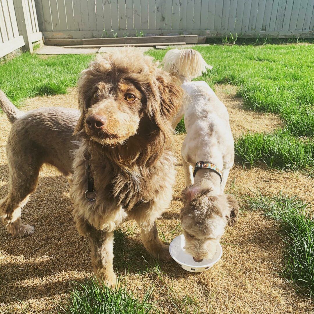 Top 7 Adorable Aussiedoodle Haircuts (With Pictures)