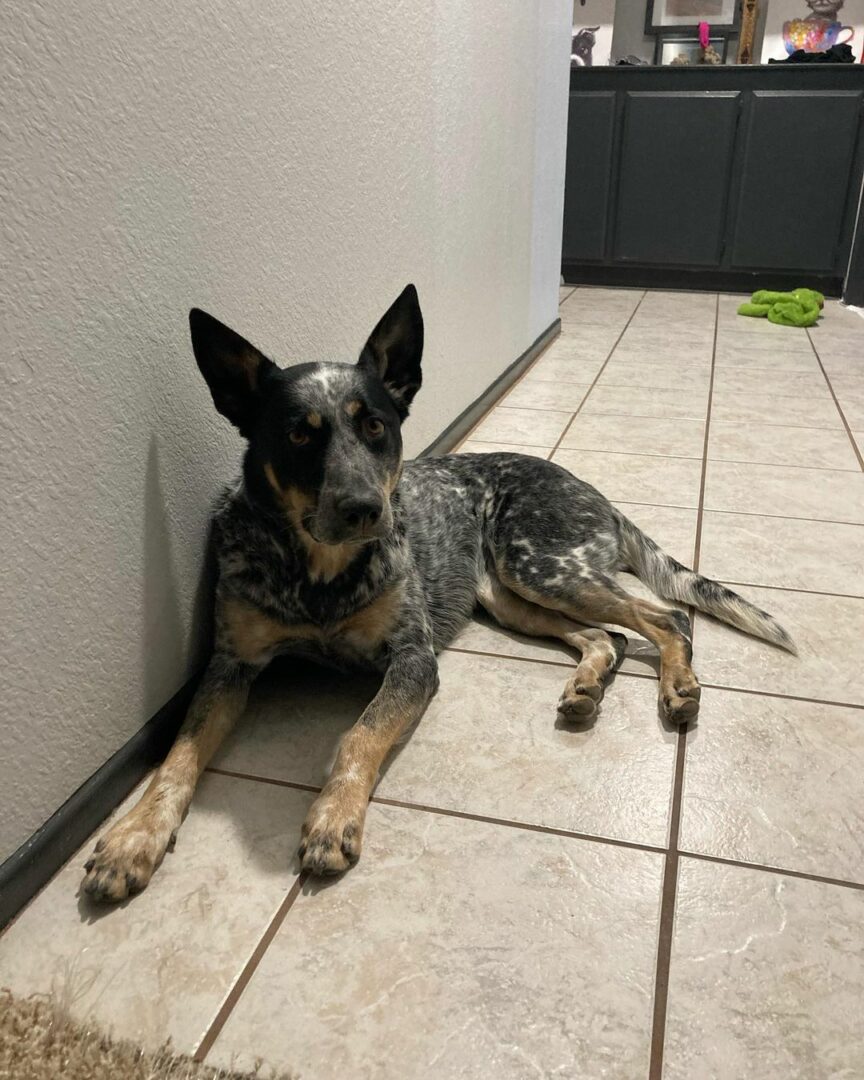 Blue Heeler German Shepherd Mix: Meet This Mesmerizing Breed