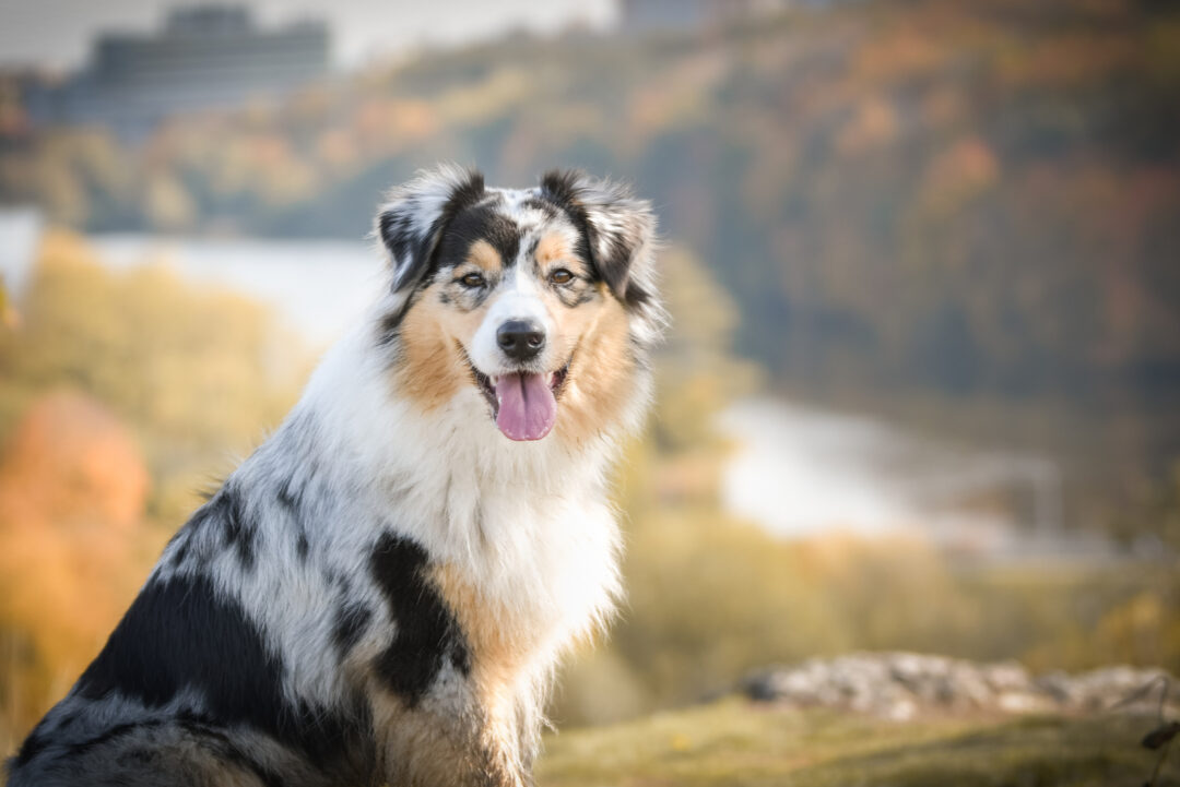 8 Best Australian Shepherd Breeders In The United States