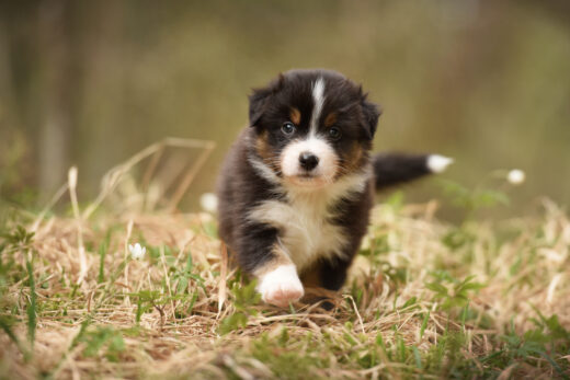 Australian Shepherd Growth Chart: Your Guide To Aussie Puppy Growth