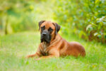 Boerboel Growth Chart: How Big Does The Mighty Boerboel Dog Get?