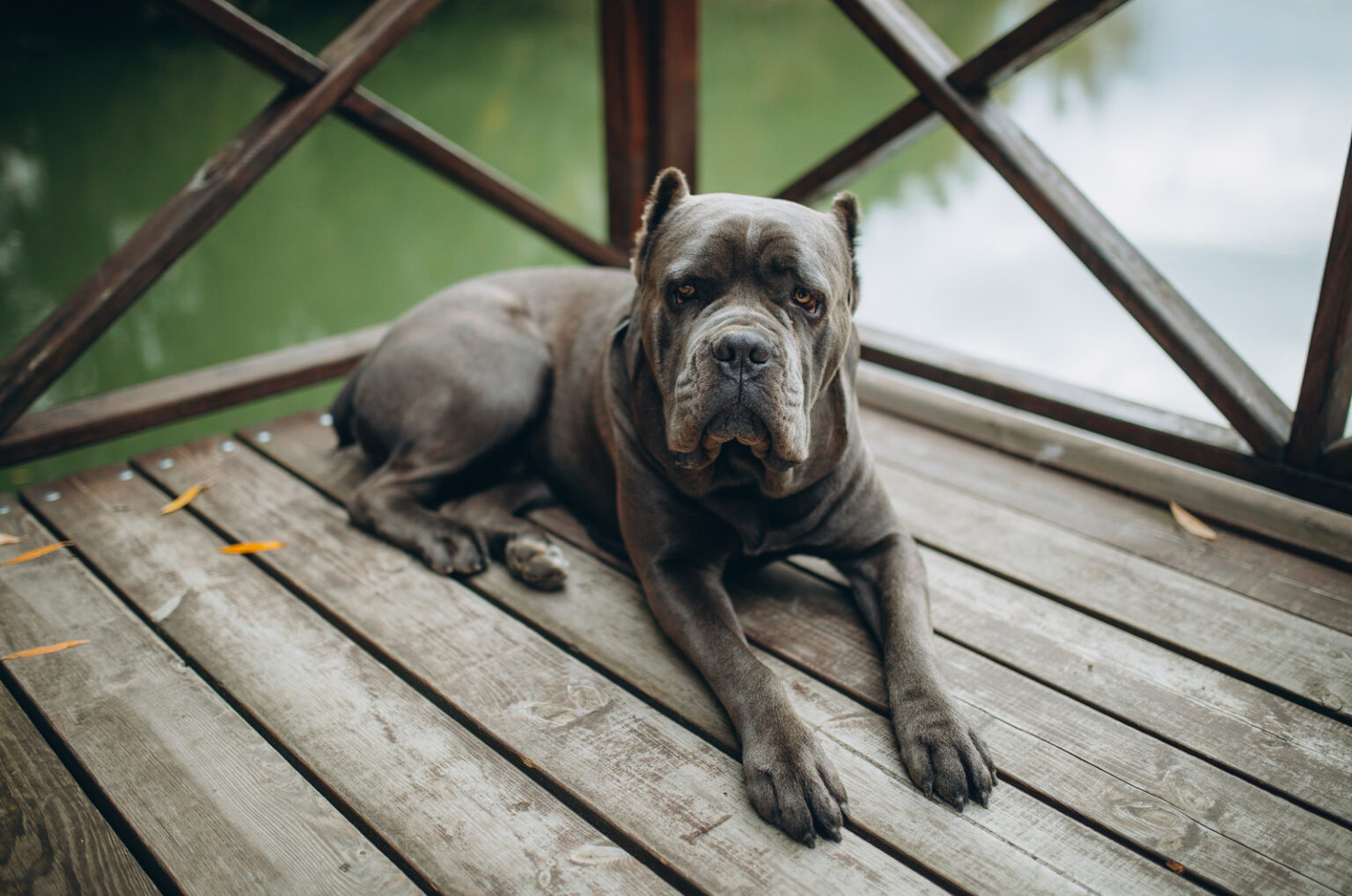 Top 6 Best Cane Corso Breeders In Ohio