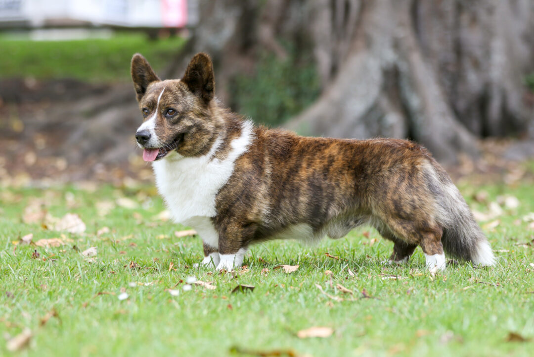 The Top 8 Corgi Breeders In Virginia