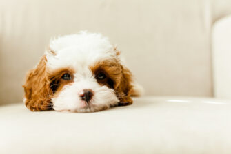 8 Best Cavapoo Haircuts For Your Dog + The Grooming Tips