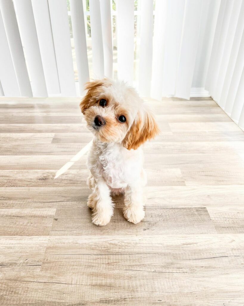 8 Best Cavapoo Haircuts For Your Dog + The Grooming Tips