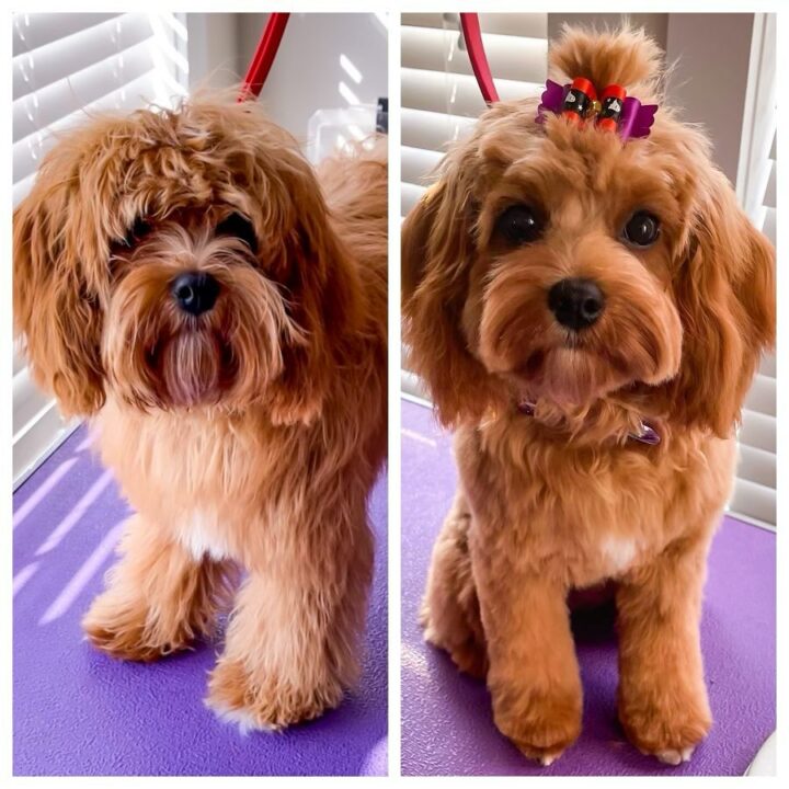 8 Best Cavapoo Haircuts For Your Dog + The Grooming Tips
