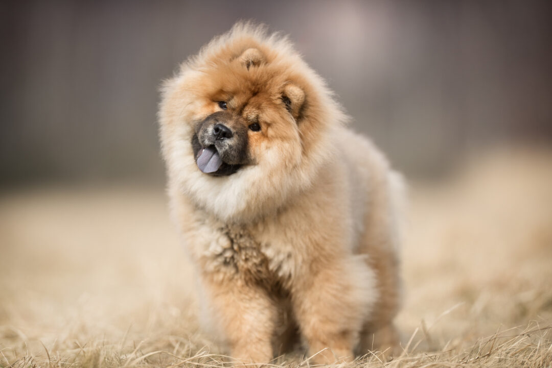 The 8 Best Chow Chow Breeders In The US