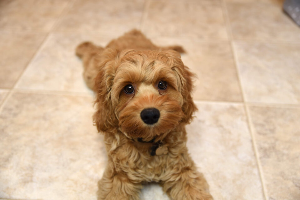 8 Best Cockapoo Haircuts For Your Doggo (Pictures Included)