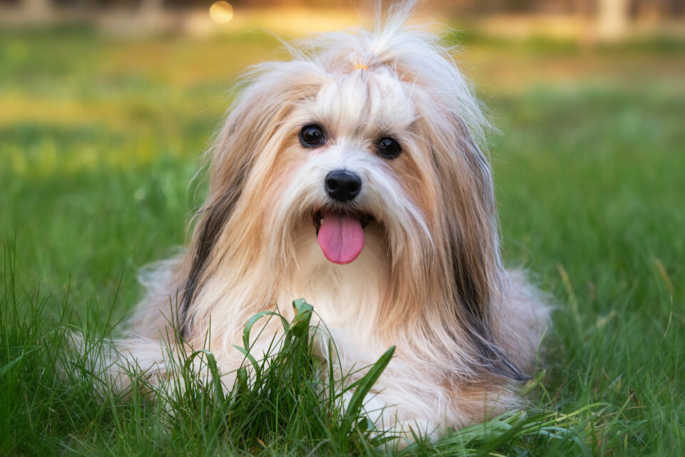 Havanese Haircuts: A Guide To 7 Interesting Haircut Styles