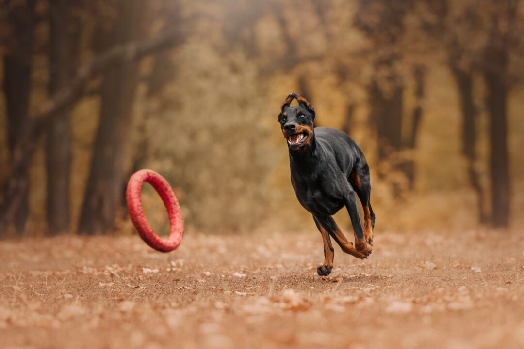 11 Best Toys For Doberman Pinschers: What’s Fun & What’s Not