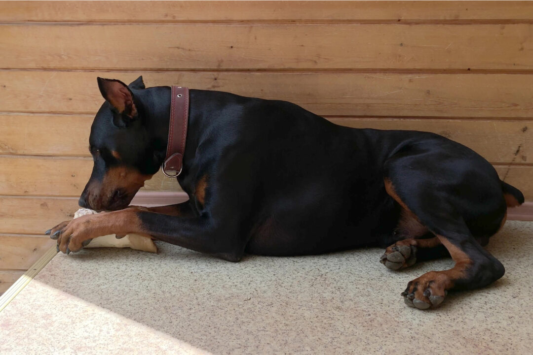 Doberman Feeding Chart – What A Perfect Dog Diet Looks Like