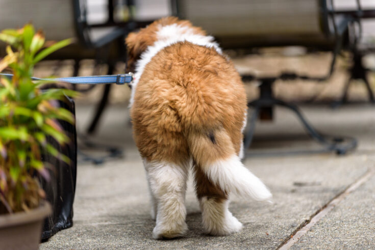 Dog Tail Position Chart: A Guide To Dog’s Body Language