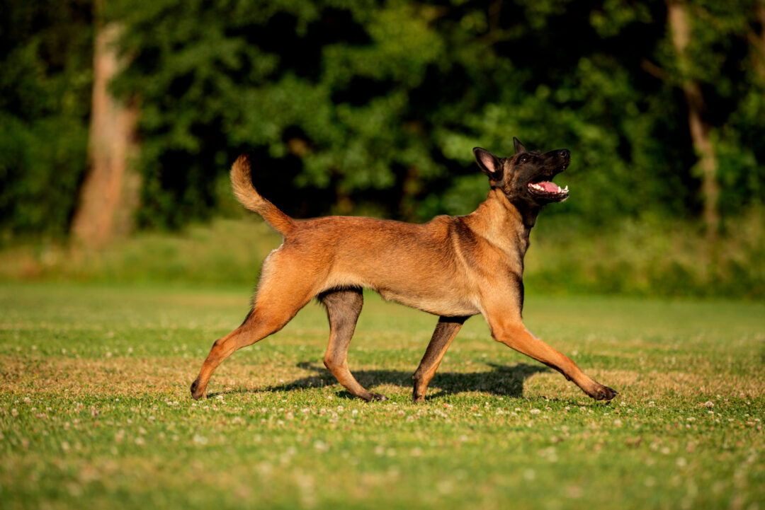 Dog Tail Position Chart: A Guide To Dog’s Body Language