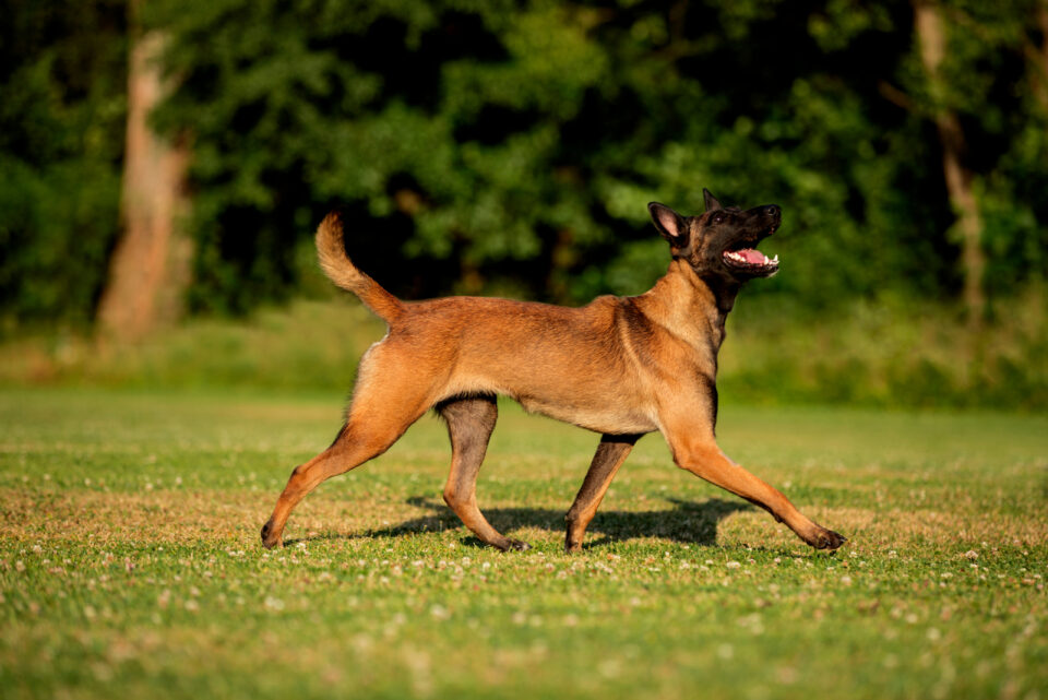 Dog Tail Position Chart: A Guide To Dog’s Body Language