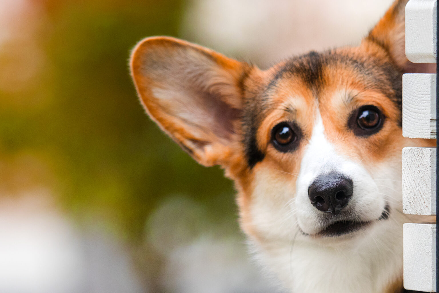 The 6 Best Corgi Rescues In Texas – Where To Adopt A Corgi