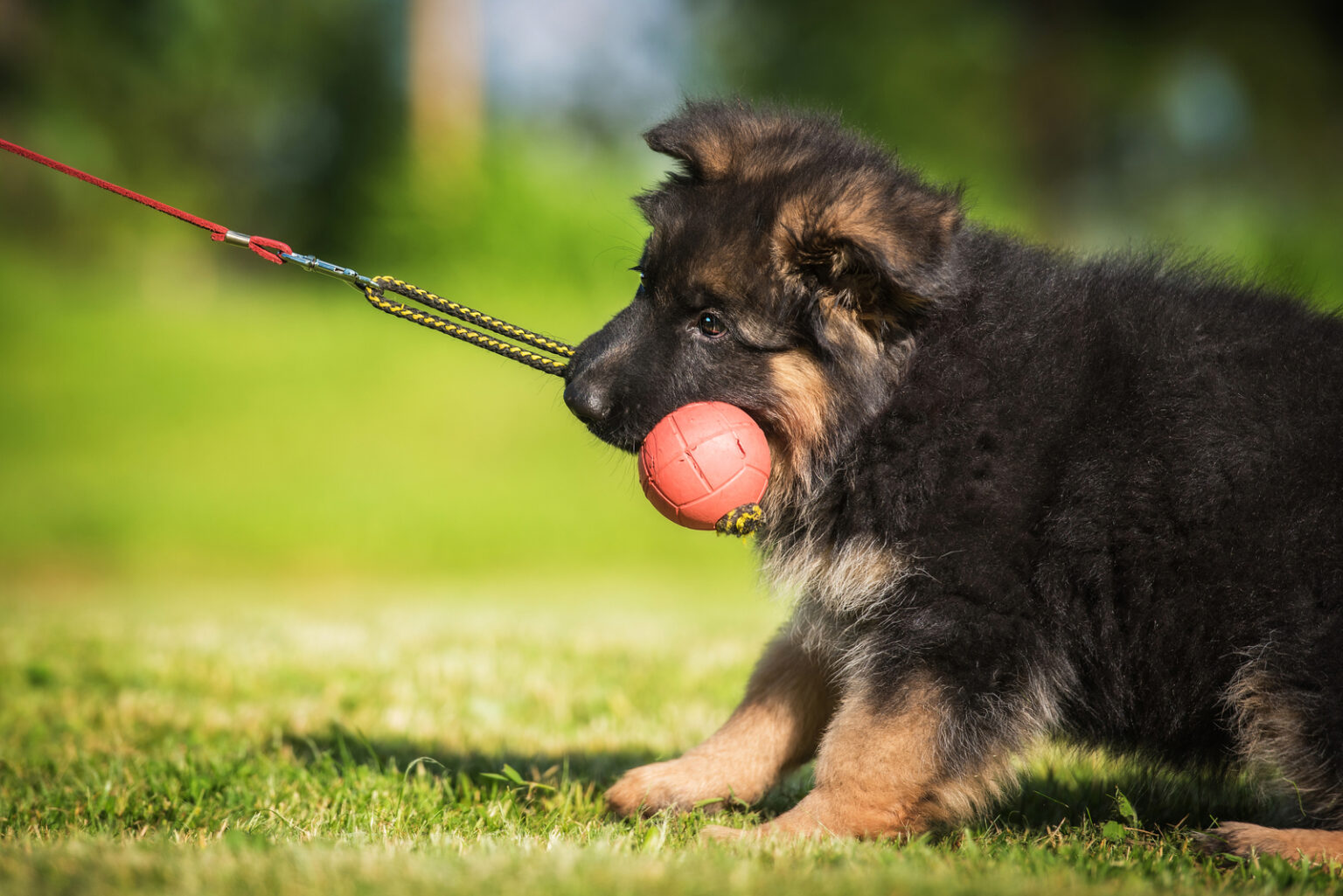 The 7 Best German Shepherd Breeders In Pennsylvania