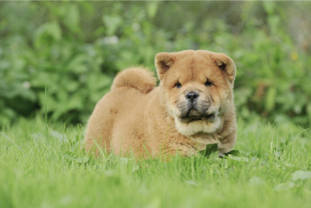The 8 Best Chow Chow Breeders In The US