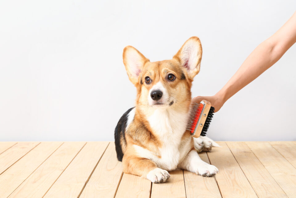 The 6 Best Corgi Rescues In Texas – Where To Adopt A Corgi
