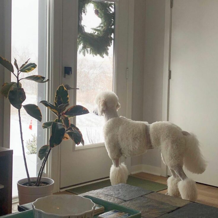 28 Poodle Haircuts That Will Make Your Pet Even Sweeter