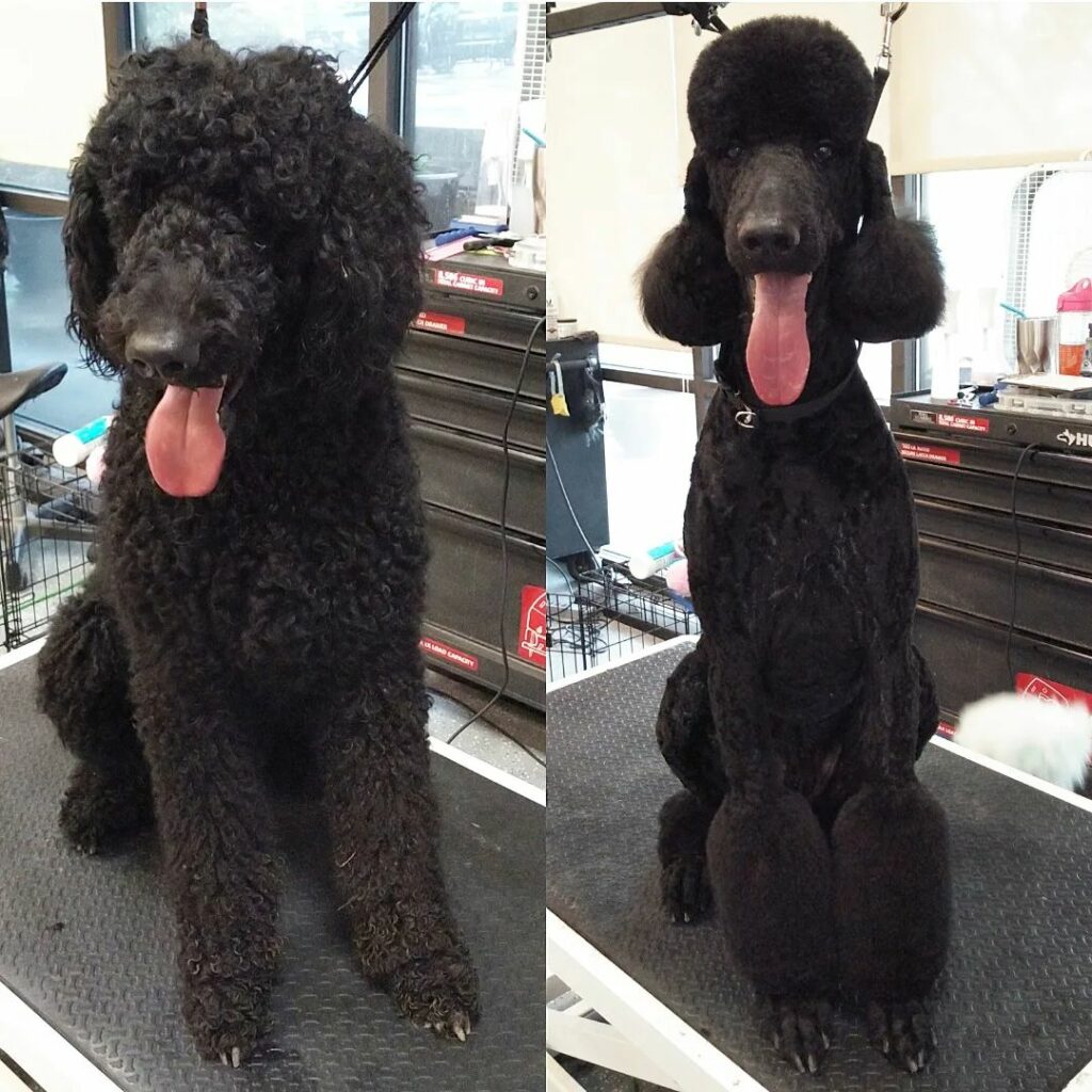 28 Poodle Haircuts That Will Make Your Pet Even Sweeter