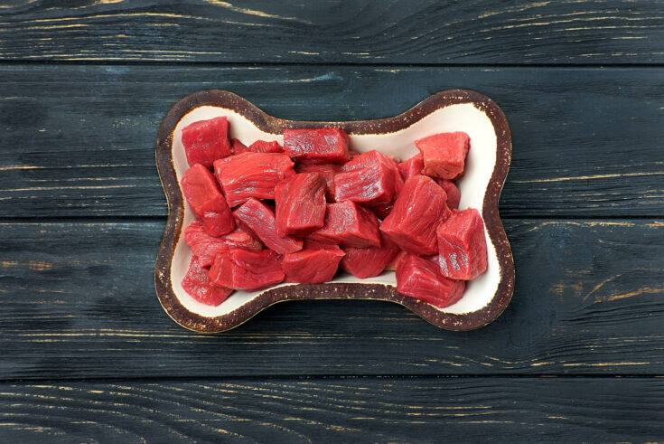 Cockapoo Feeding Chart: Everything You Need To Know