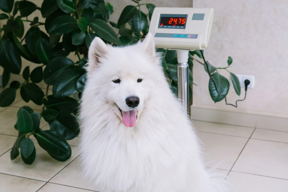 Samoyed Growth Chart: How Big Do Samoyeds Grow?