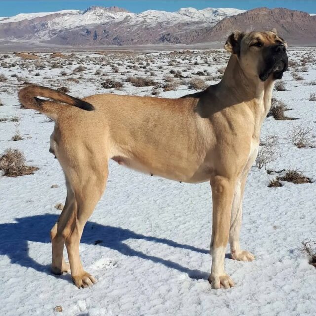 Sarabi Dog Up Close And Personal: Meet A Gentle Giant