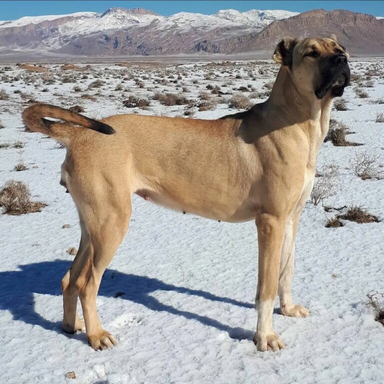 Sarabi Dog Up Close And Personal: Meet A Gentle Giant