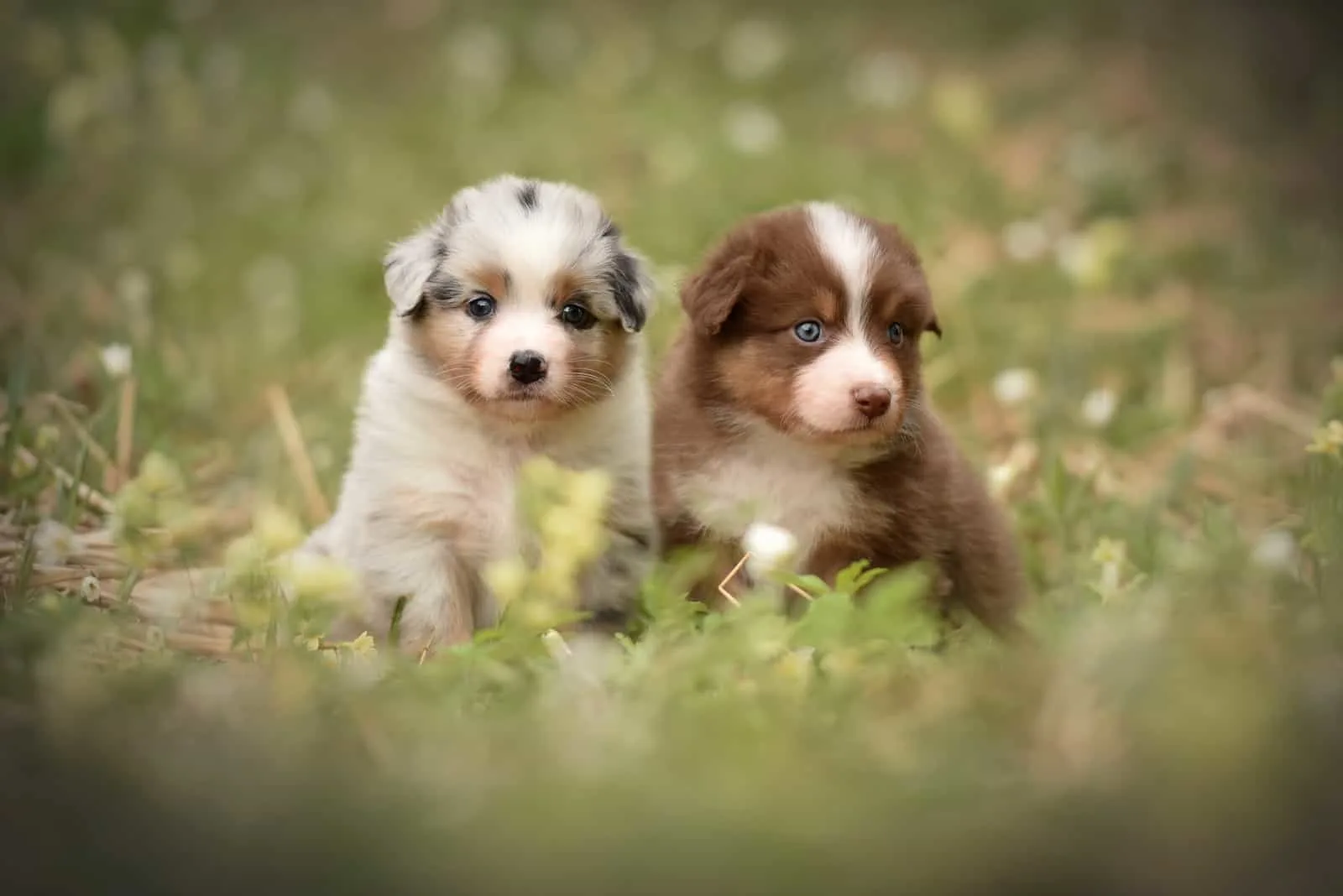 Top 9 Australian Shepherd Breeders In Texas - Choose Your Aussie