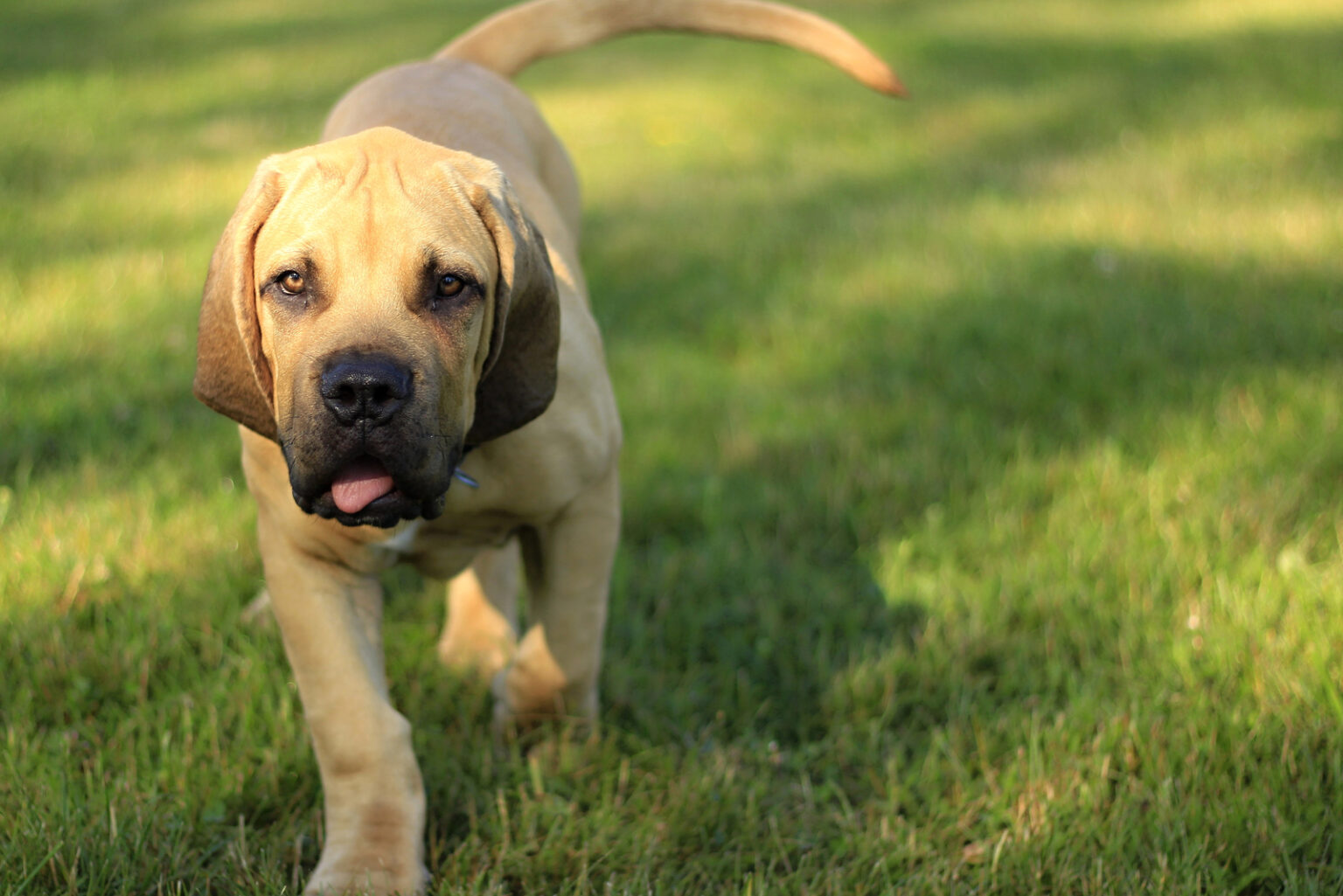 Boerboel Growth Chart: How Big Does The Mighty Boerboel Dog Get?