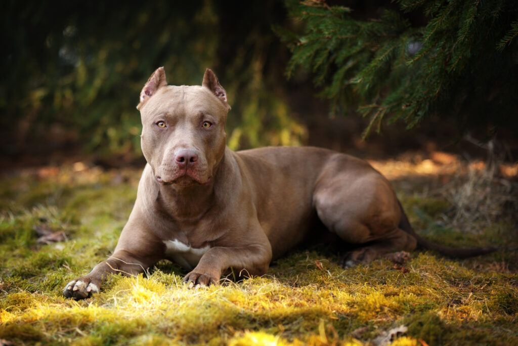 16 Dogs That Look Like Pitbulls - Similarities And Differences