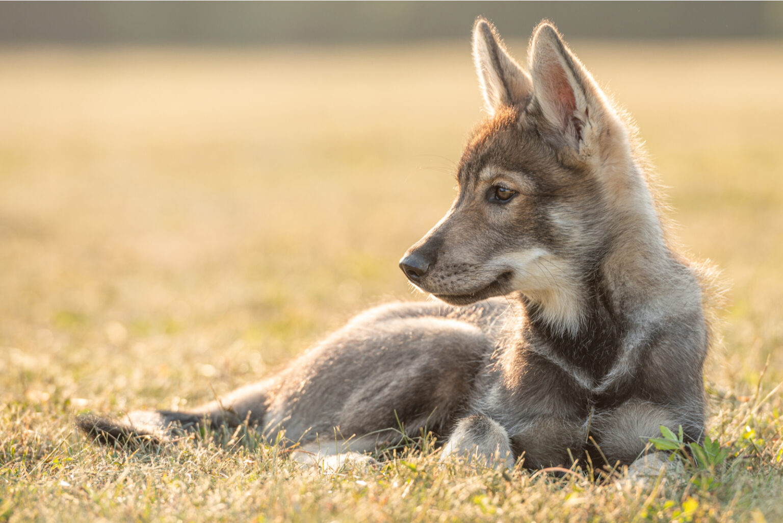 31 Wolf Like Dog Breeds: Finest Collection Of Fierce Dogs