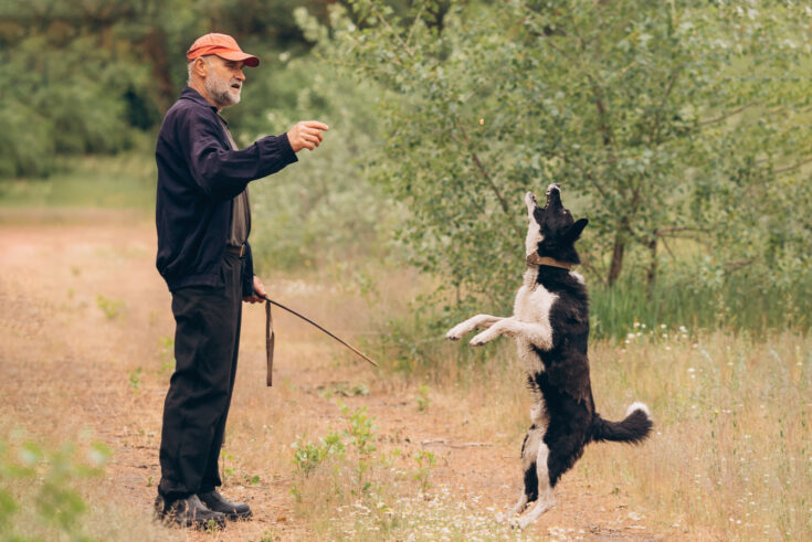 How To Show Dominance To A Dog? 17 Steps To An Alpha Leader