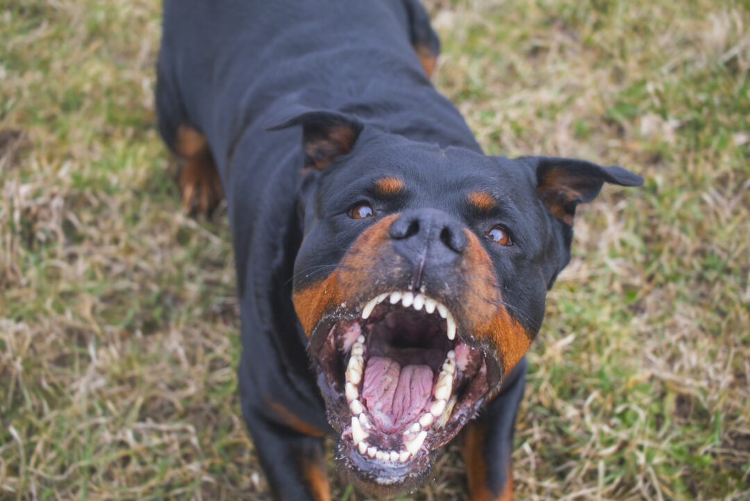 3 Rottweiler Aggression Signs And 4 Common Causes