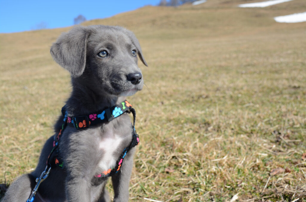 Labrador Mixes: A Guide To 26 Different Lab Mix Breeds