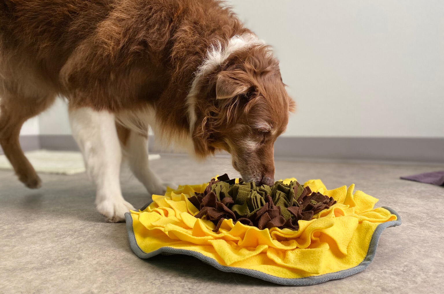 Australian Shepherd Feeding Chart: All On Aussie's Diet