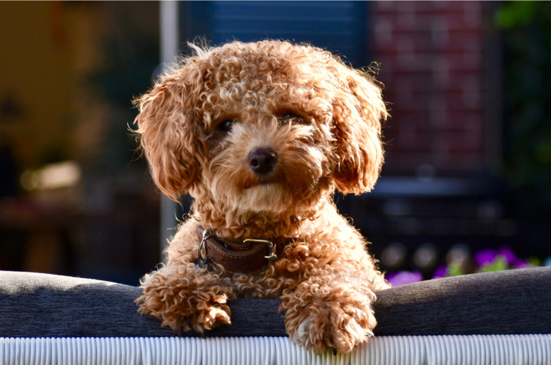19 Bichon Frise Mixes: How Cute Can These Mixed Dogs Get