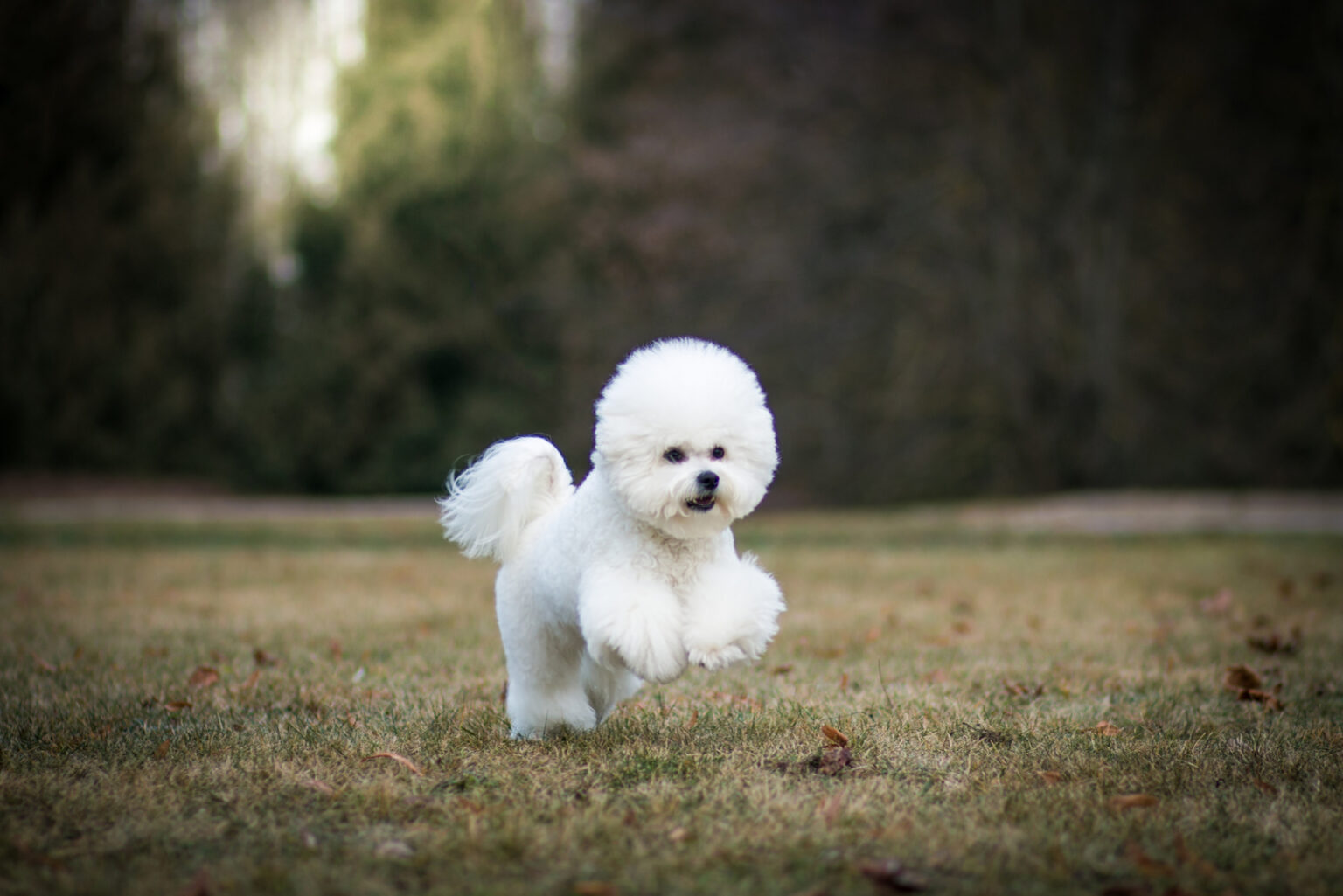 8 Most Reputable Bichon Frise Breeders In The UK