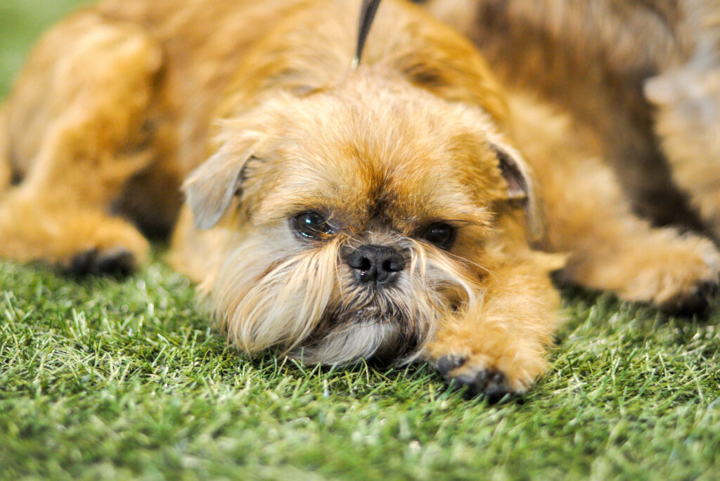 Top 3 Brussels Griffon Breeders In USA