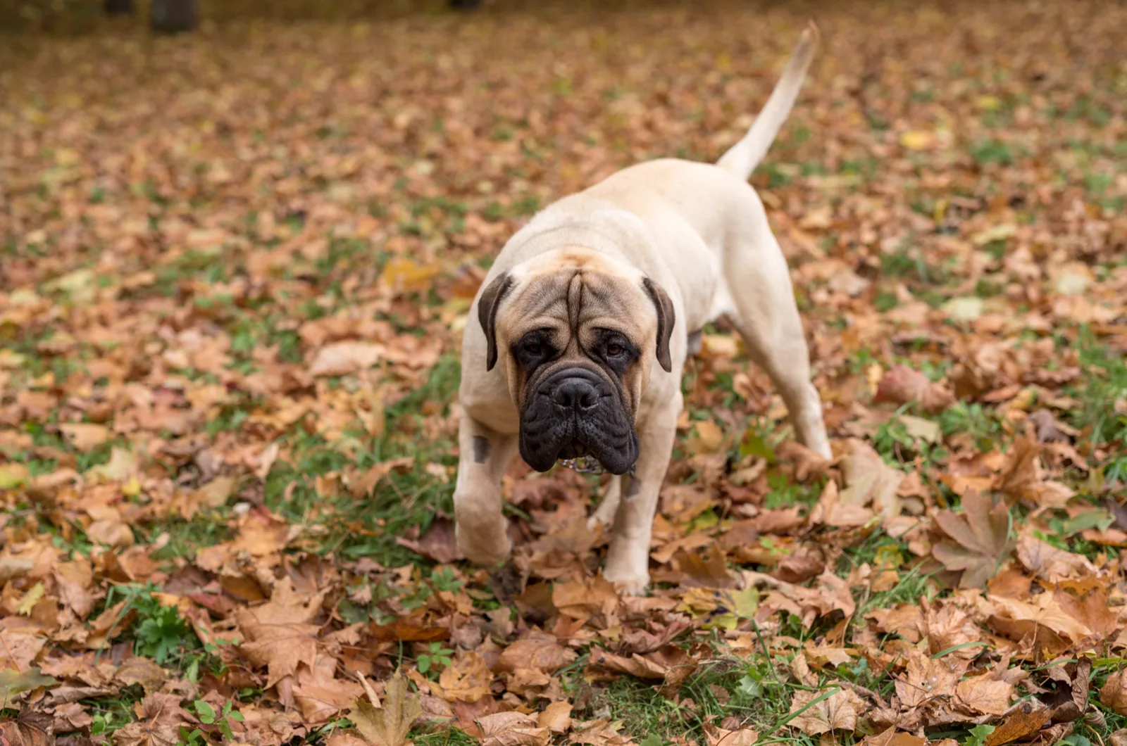 The 5 Best Mastiff Breeders In The UK