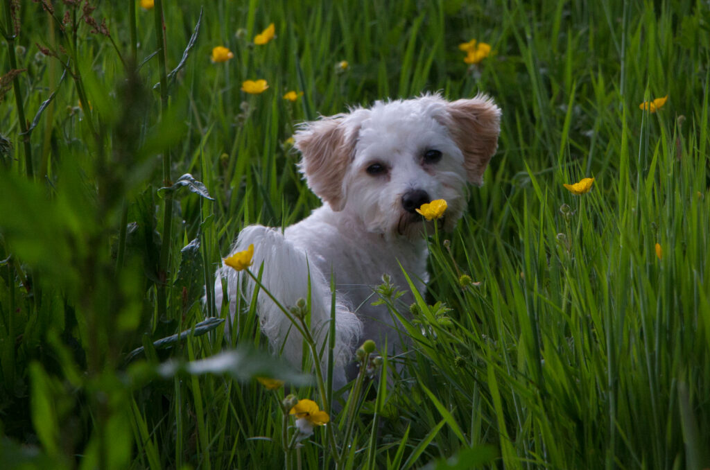 19 Bichon Frise Mixes: How Cute Can These Mixed Dogs Get