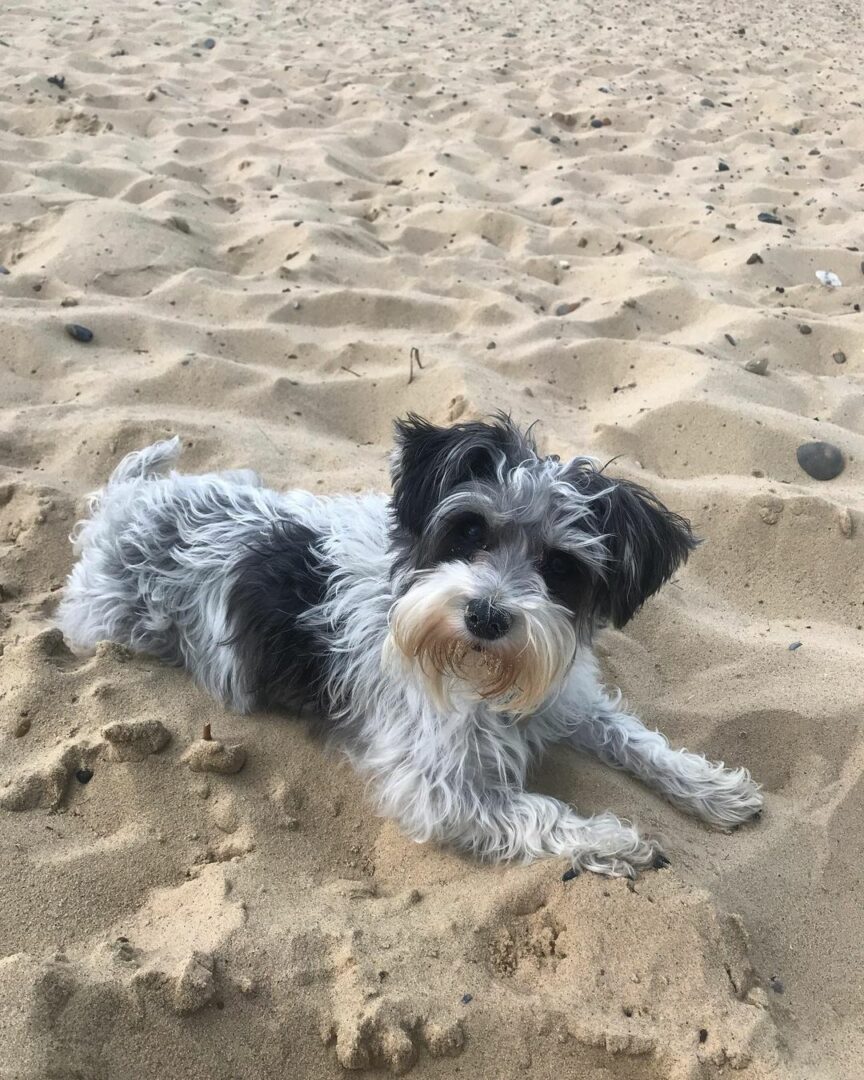 19 Bichon Frise Mixes: How Cute Can These Mixed Dogs Get