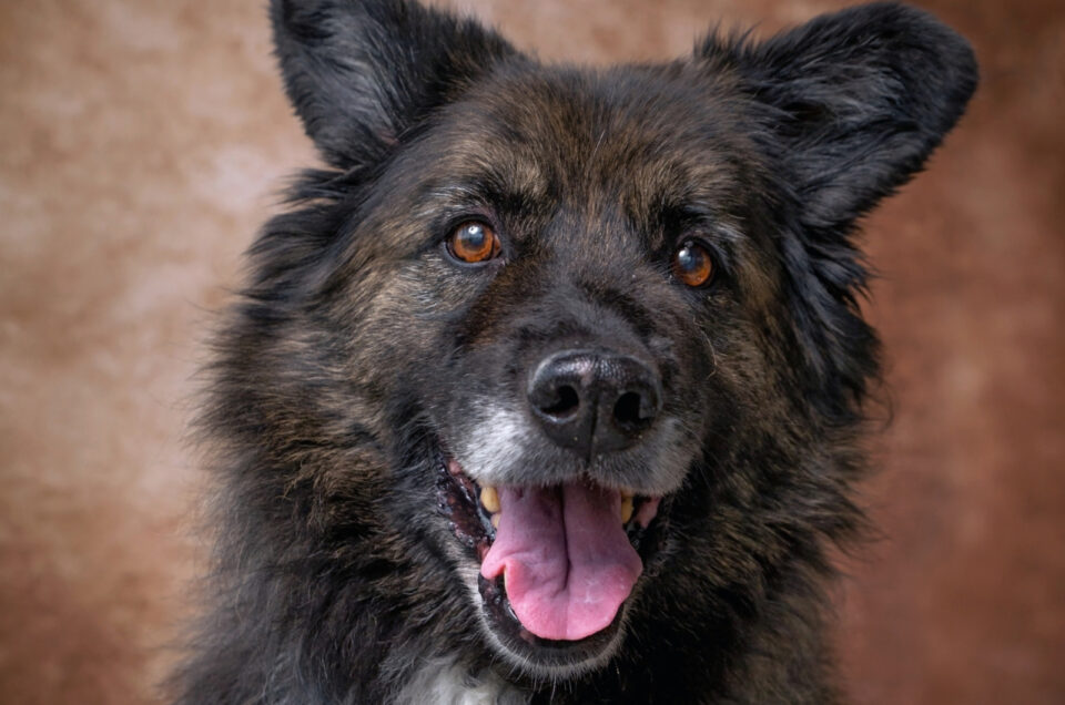 23 German Shepherd Mixes That Will Melt Your Heart