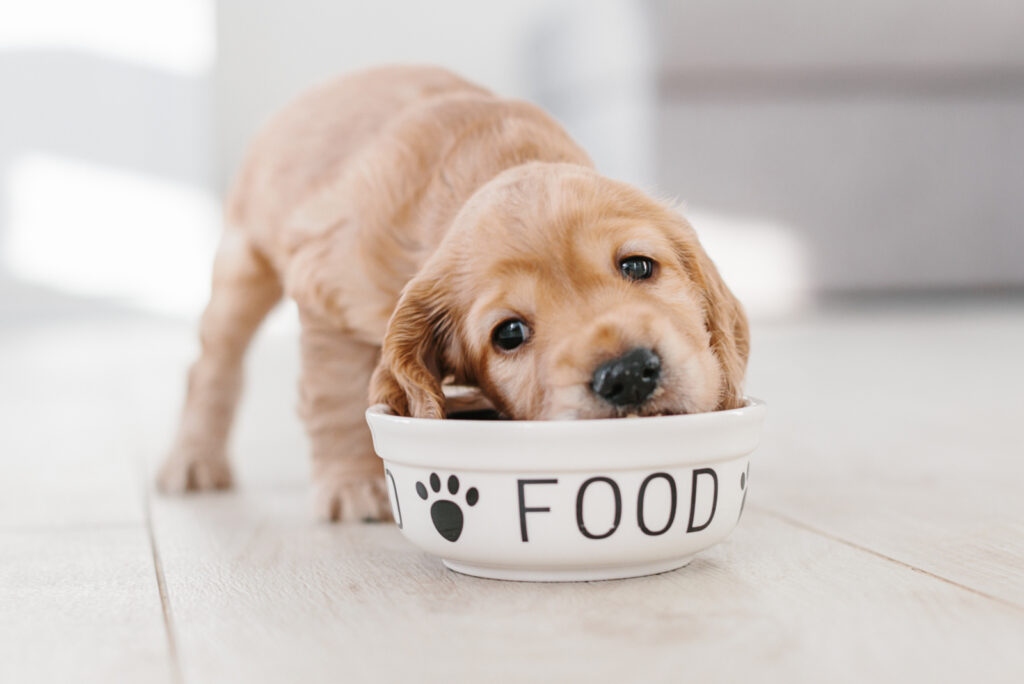 Cocker Spaniel Feeding Chart: A Guide To Cocker's Nutrition
