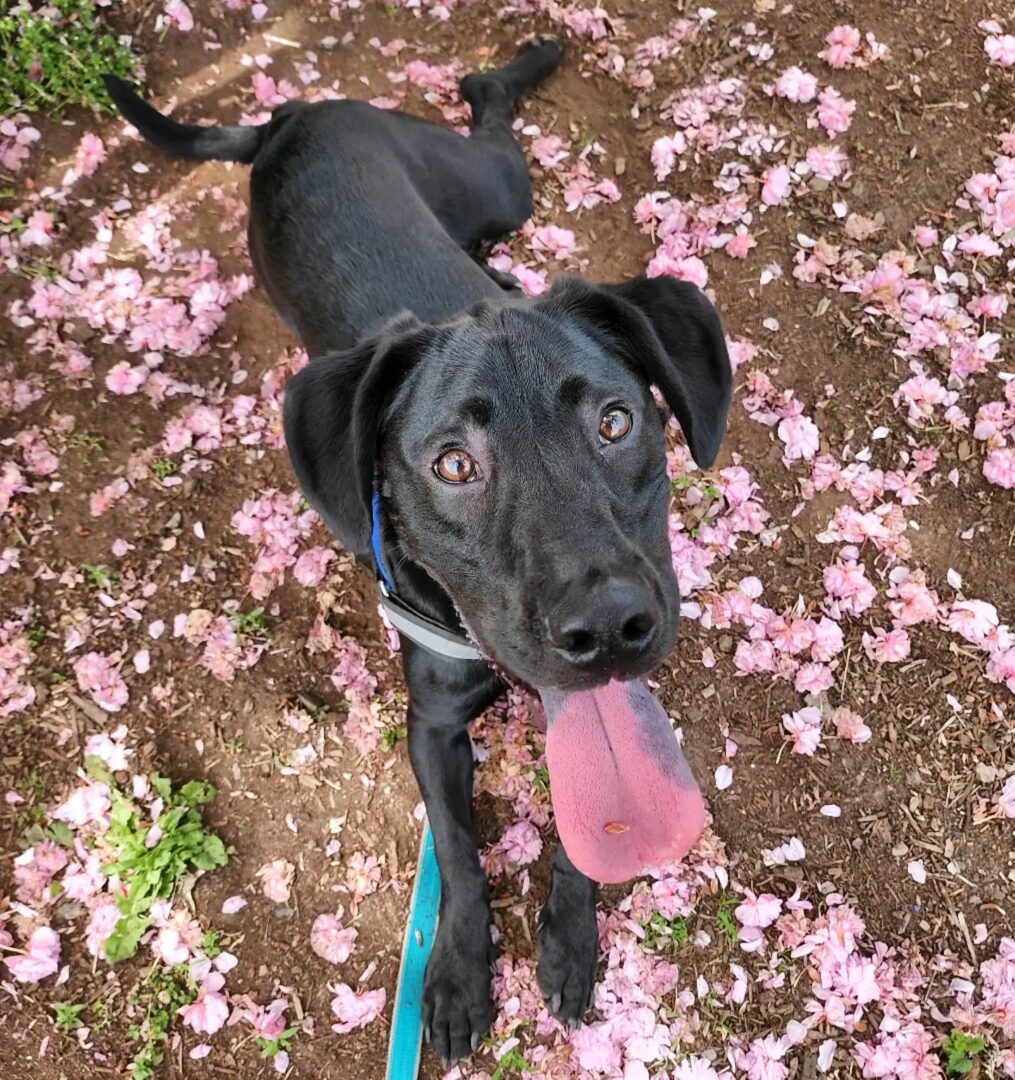 Labrador Mixes: A Guide To 26 Different Lab Mix Breeds