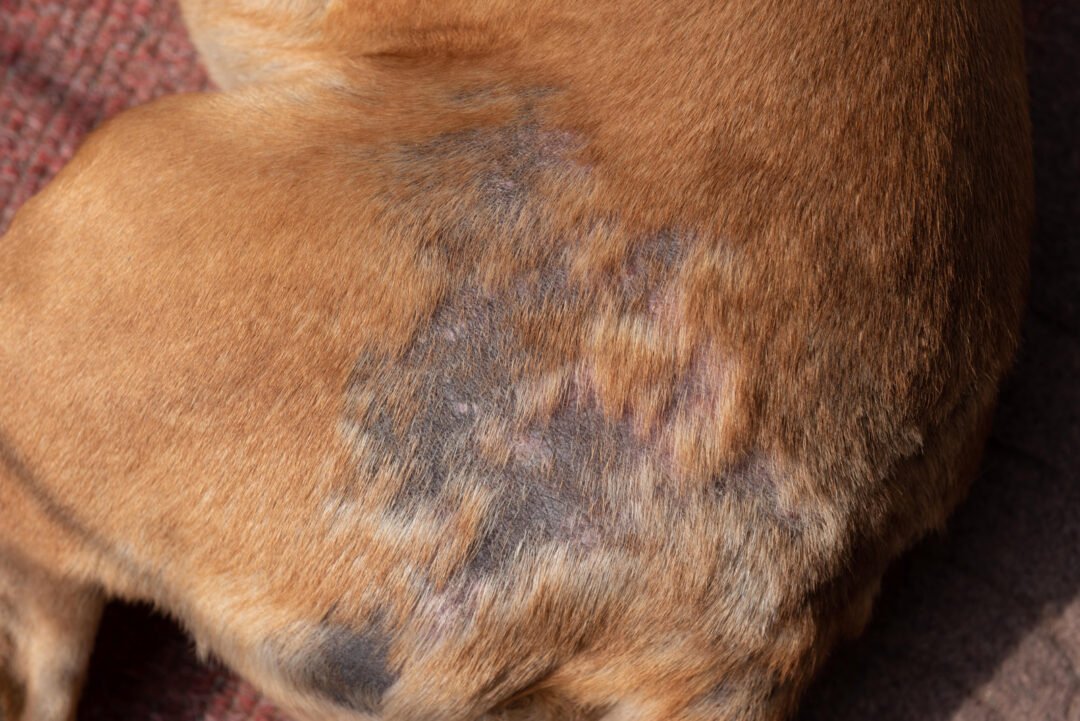 Pug Skin Problems: 8 Reasons Why Your Pet Feels Irritated