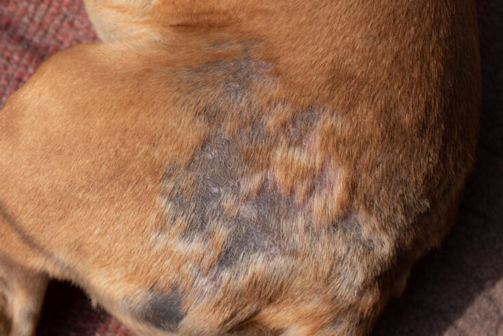 Pug Skin Problems: 8 Reasons Why Your Pet Feels Irritated